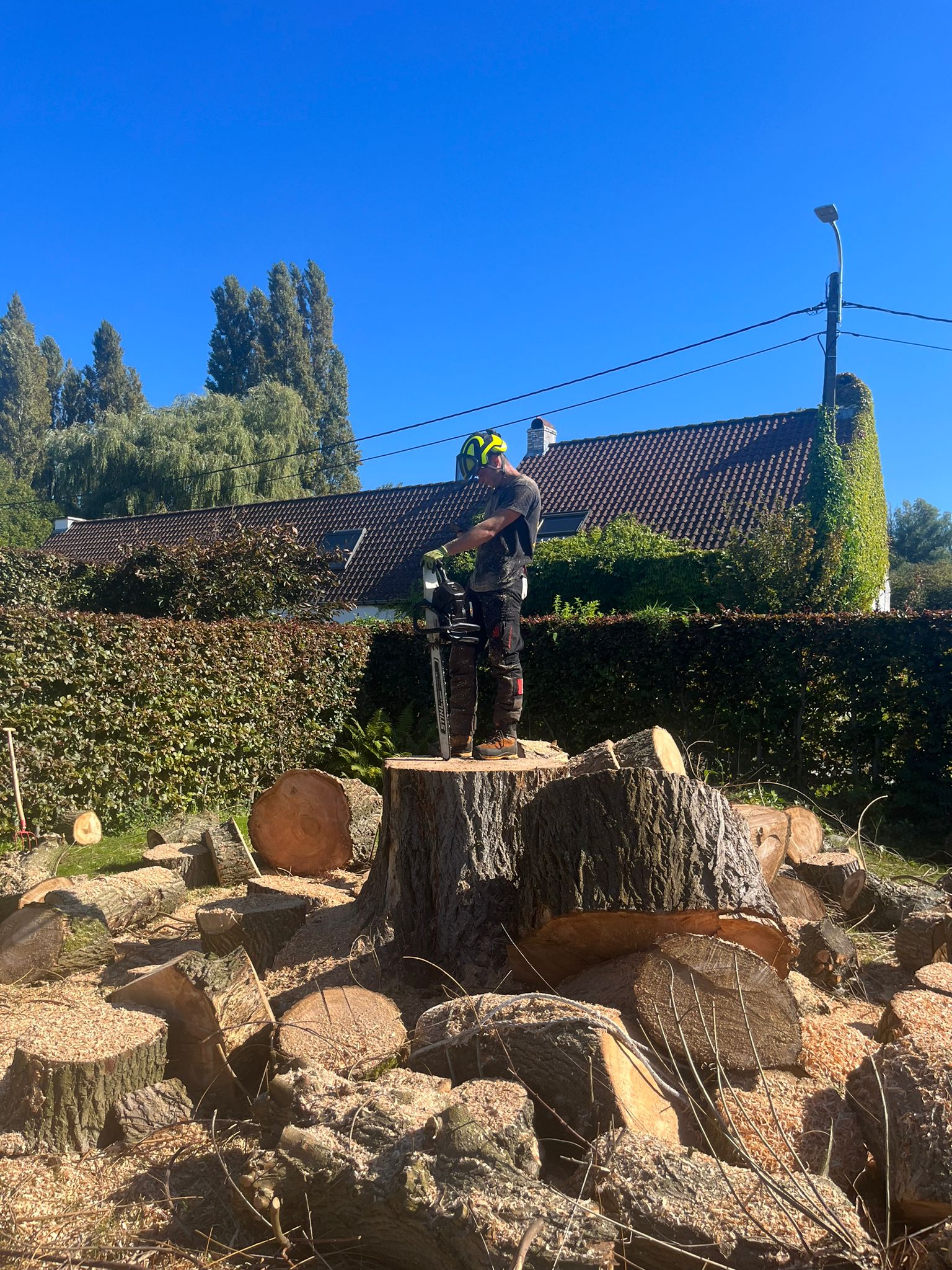 Home - Trees and t's